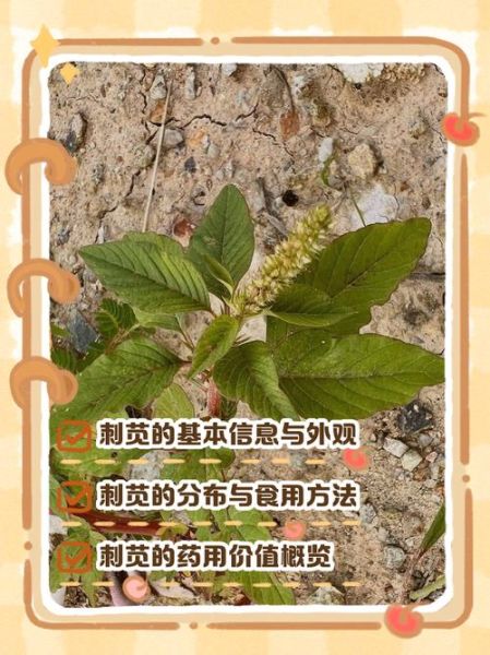 野苋菜吃多了会中毒吗_野苋菜中毒症状有哪些-第3张图片-山城妙识