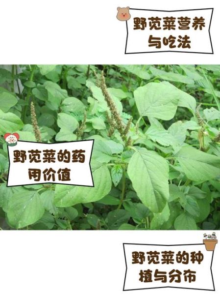 野苋菜吃多了会中毒吗_野苋菜中毒症状有哪些-第1张图片-山城妙识
