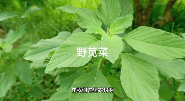 野苋菜吃多了会中毒吗_野苋菜中毒症状有哪些-第2张图片-山城妙识