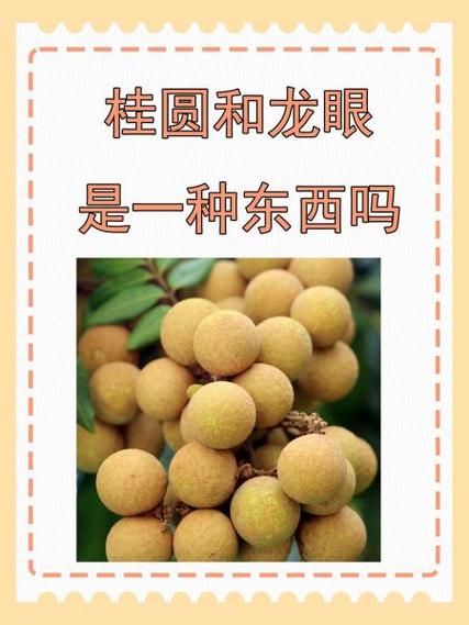 龙眼和桂圆的区别_龙眼和桂圆哪个更上火-第1张图片-山城妙识 龙眼和桂圆的区别_龙眼和桂圆哪个更上火-第1张图片-山城妙识