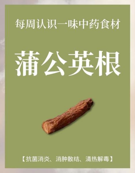 蒲公英根图片大全大图_蒲公英根长什么样-第2张图片-山城妙识