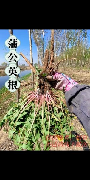 蒲公英根图片大全大图_蒲公英根长什么样-第3张图片-山城妙识
