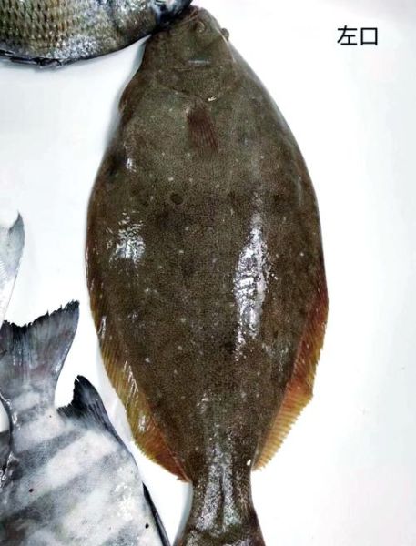 深海鲽鱼长什么样子_深海鲽鱼能吃吗-第2张图片-山城妙识 深海鲽鱼长什么样子_深海鲽鱼能吃吗-第2张图片-山城妙识