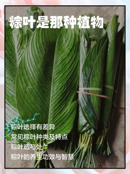 广东粽子叶是什么叶子_广东粽子叶和普通粽叶区别-第2张图片-山城妙识