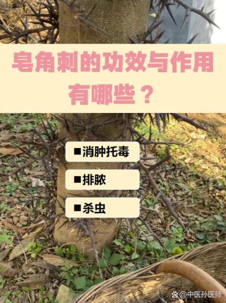 皂角刺的功效与作用_皂角刺的用量是多少-第3张图片-山城妙识