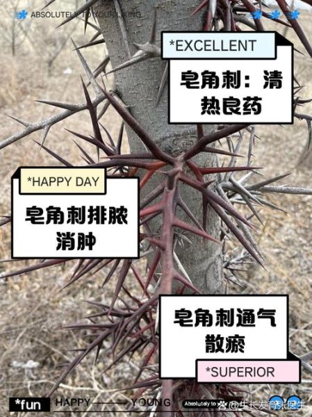 皂角刺的功效与作用_皂角刺的用量是多少-第1张图片-山城妙识