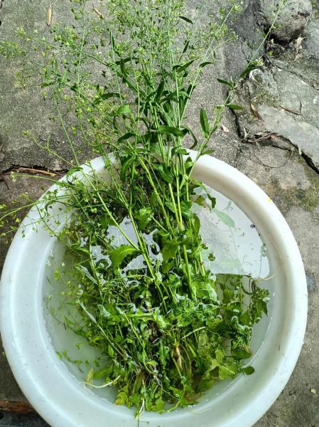 三月三地菜煮鸡蛋的功效与作用_地菜煮鸡蛋有哪些好处-第1张图片-山城妙识