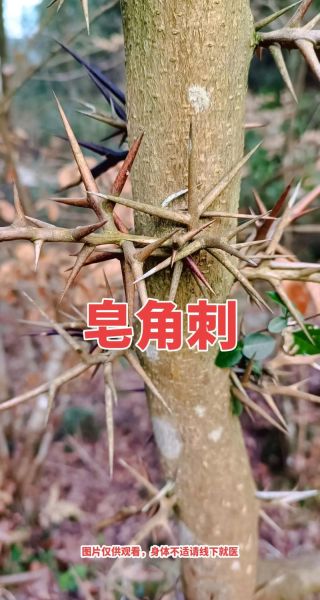 皂角刺的功效与作用_皂角刺的用量是多少-第2张图片-山城妙识