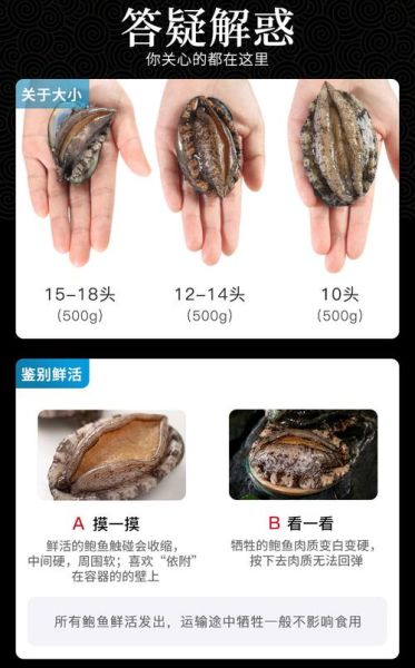 鲍鱼多少钱一只_新鲜鲍鱼价格表-第2张图片-山城妙识 鲍鱼多少钱一只_新鲜鲍鱼价格表-第2张图片-山城妙识