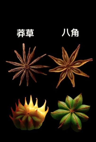 莽草和八角的区别_如何一眼识别真假八角-第2张图片-山城妙识 莽草和八角的区别_如何一眼识别真假八角-第2张图片-山城妙识