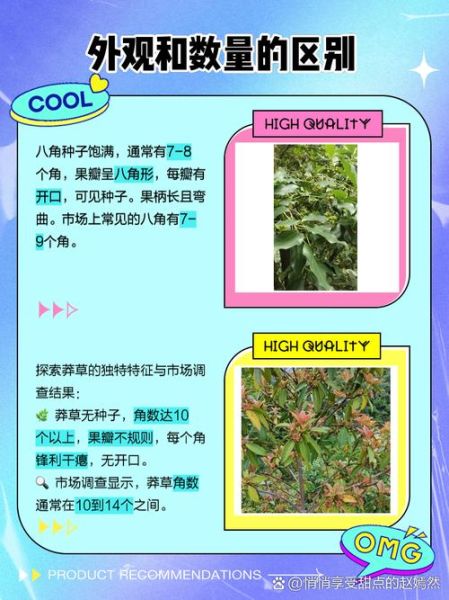 莽草和八角的区别_如何一眼识别真假八角-第3张图片-山城妙识 莽草和八角的区别_如何一眼识别真假八角-第3张图片-山城妙识