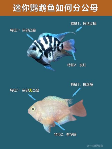 鹦鹉鱼图片大全大图_鹦鹉鱼品种怎么区分-第1张图片-山城妙识 鹦鹉鱼图片大全大图_鹦鹉鱼品种怎么区分-第1张图片-山城妙识