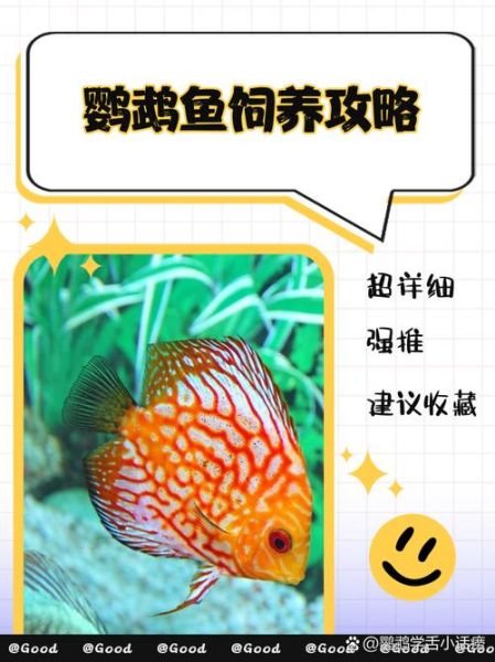 鹦鹉鱼图片大全大图_鹦鹉鱼品种怎么区分-第2张图片-山城妙识 鹦鹉鱼图片大全大图_鹦鹉鱼品种怎么区分-第2张图片-山城妙识