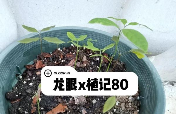 龙眼树怎么种_龙眼树几年结果-第3张图片-山城妙识