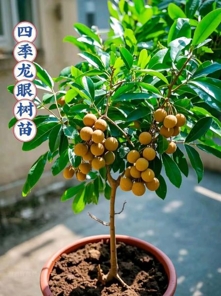龙眼树怎么种_龙眼树几年结果-第2张图片-山城妙识