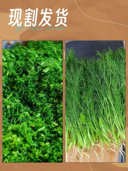 茴香苗怎么做好吃_茴香苗的家常做法大全-第1张图片-山城妙识