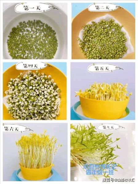 黄豆种子发芽过程图_几天能出苗-第2张图片-山城妙识