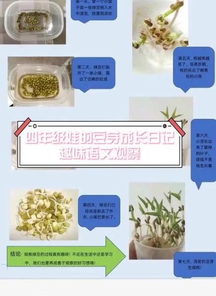 黄豆种子发芽过程图_几天能出苗-第3张图片-山城妙识