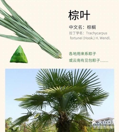 粽叶有几种叶子_常见粽叶种类大全-第3张图片-山城妙识 粽叶有几种叶子_常见粽叶种类大全-第3张图片-山城妙识
