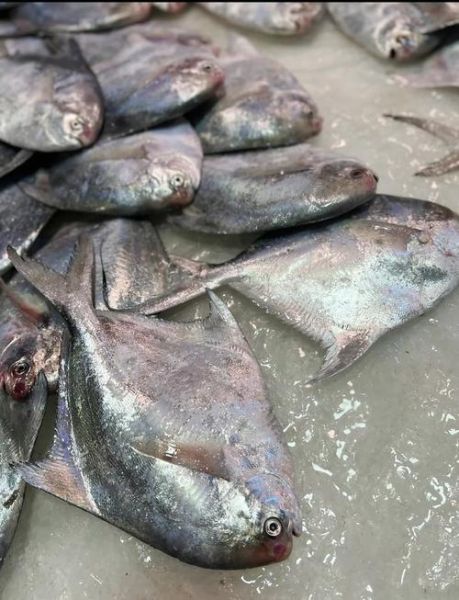 鲳鱼种类有几种_常见鲳鱼品种及区别-第3张图片-山城妙识