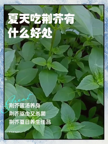 荆芥草的功效与作用_荆芥草怎么用-第2张图片-山城妙识