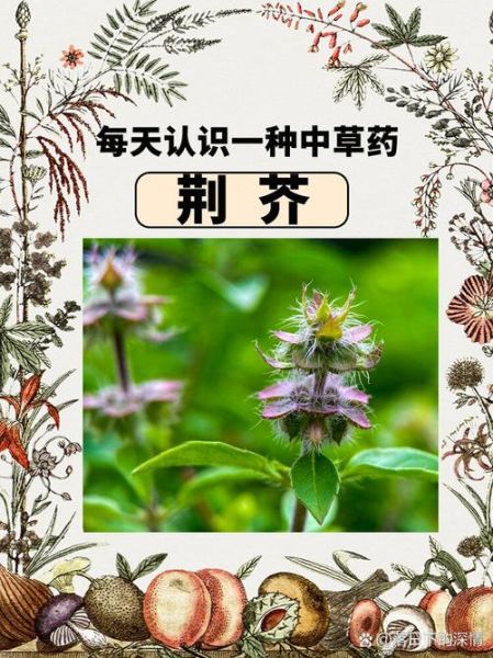 荆芥草的功效与作用_荆芥草怎么用-第3张图片-山城妙识