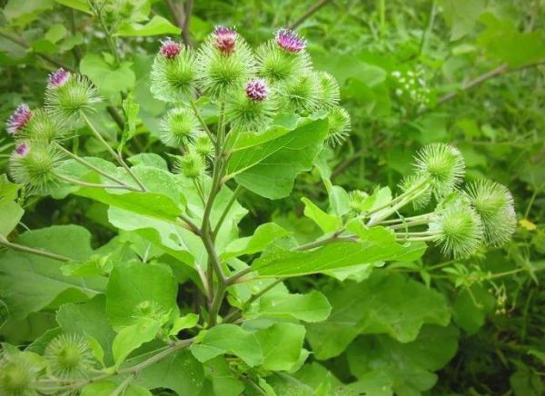 牛蒡草药图片_牛蒡根长什么样-第1张图片-山城妙识 牛蒡草药图片_牛蒡根长什么样-第1张图片-山城妙识