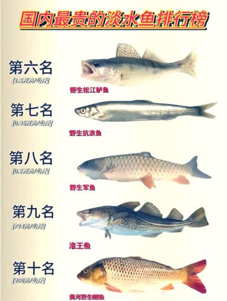 淡水鱼价格排名_哪种淡水鱼最贵-第2张图片-山城妙识 淡水鱼价格排名_哪种淡水鱼最贵-第2张图片-山城妙识