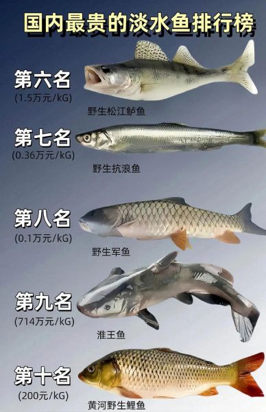 淡水鱼价格排名_哪种淡水鱼最贵-第1张图片-山城妙识 淡水鱼价格排名_哪种淡水鱼最贵-第1张图片-山城妙识