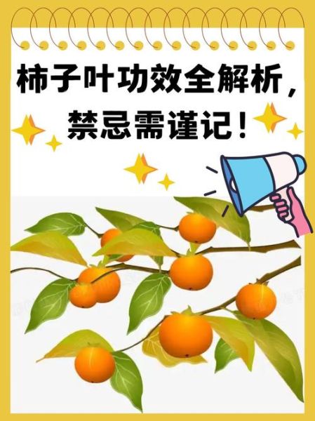 硬柿子有什么功效与作用_硬柿子能降血压吗-第2张图片-山城妙识