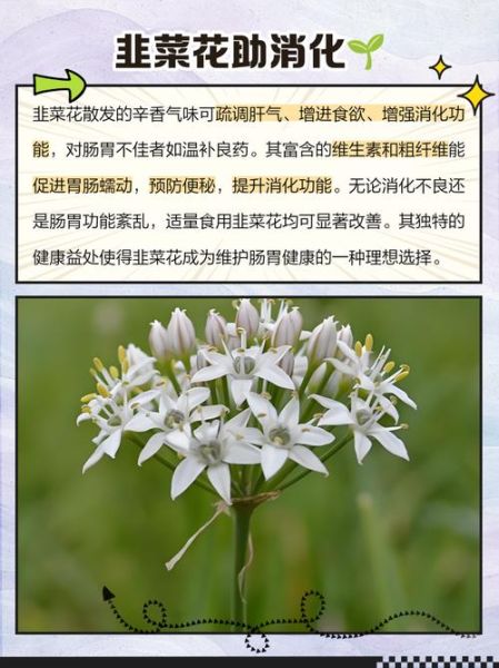 山韭菜花怎么吃_山韭菜花有哪些功效-第3张图片-山城妙识