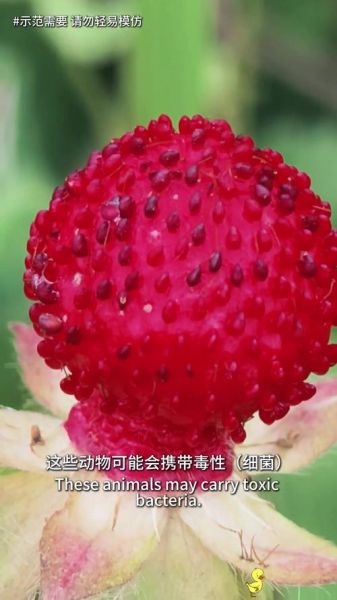 蛇莓果可以生吃吗_蛇莓果生吃安全吗-第2张图片-山城妙识