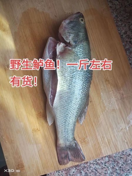 鲈鱼多少钱一斤_鲈鱼价格行情-第1张图片-山城妙识