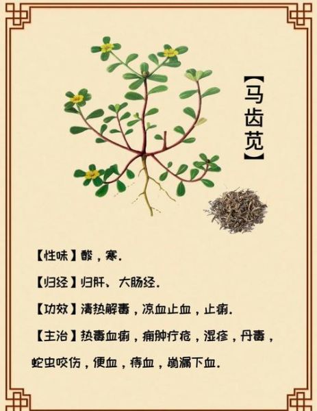 马齿苋的功效与作用_马齿苋的危害有哪些-第1张图片-山城妙识