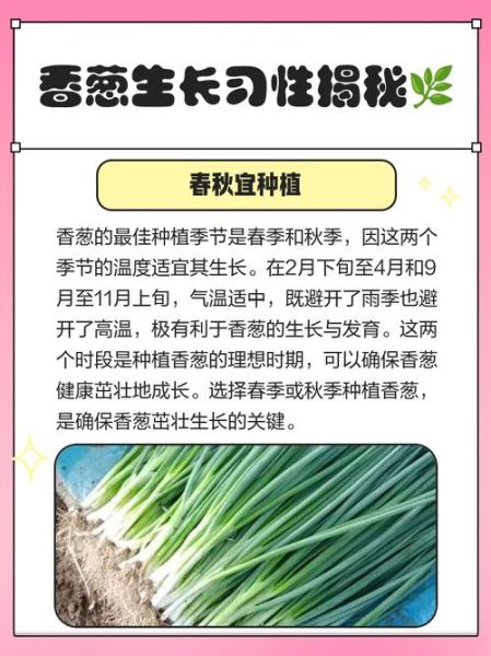 香葱的营养价值_香葱的功效与作用-第1张图片-山城妙识