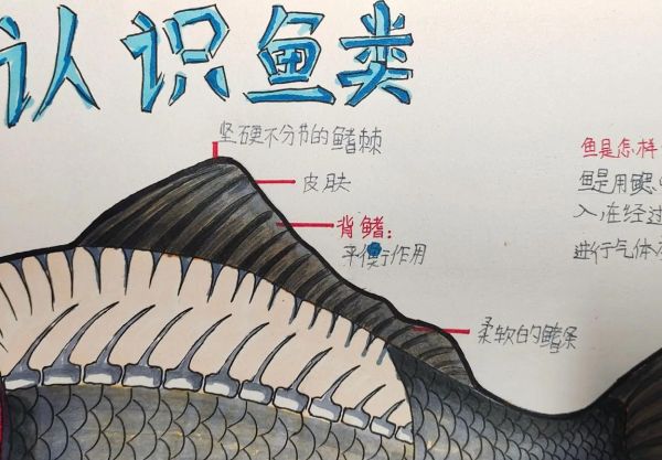 鱼鳍是哪个部位_鱼鳍结构图怎么看-第2张图片-山城妙识