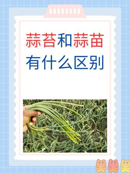 蒜薹和蒜苔有什么区别_哪个才是正确写法-第1张图片-山城妙识