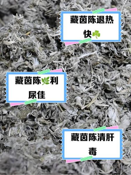 茵陈草的功效与作用_茵陈草怎么泡水喝-第1张图片-山城妙识