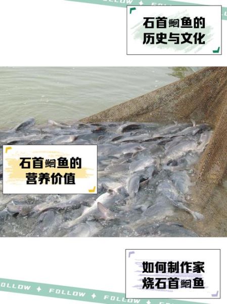 长江鮰鱼多少钱一斤_长江鮰鱼怎么做好吃-第2张图片-山城妙识