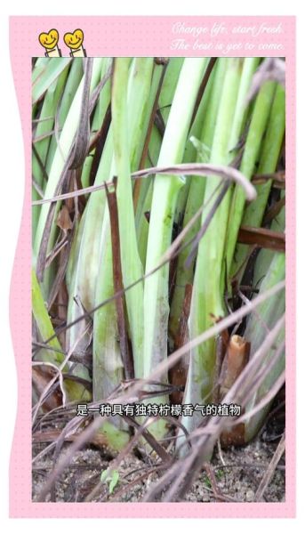 香茅草多少钱一斤_香茅草价格走势-第2张图片-山城妙识