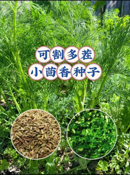 茴香图片怎么拍_茴香高清图去哪找-第1张图片-山城妙识 茴香图片怎么拍_茴香高清图去哪找-第1张图片-山城妙识