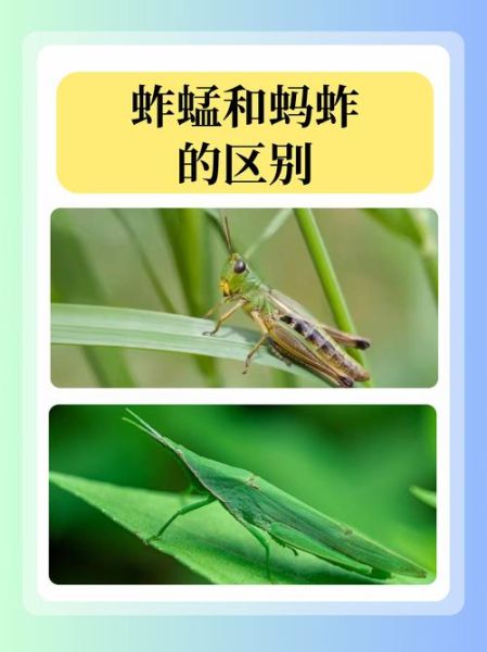 蝗虫图片_如何识别不同种类-第1张图片-山城妙识