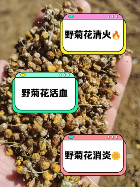 野菊花图片及功效_野菊花泡水喝有什么禁忌-第1张图片-山城妙识