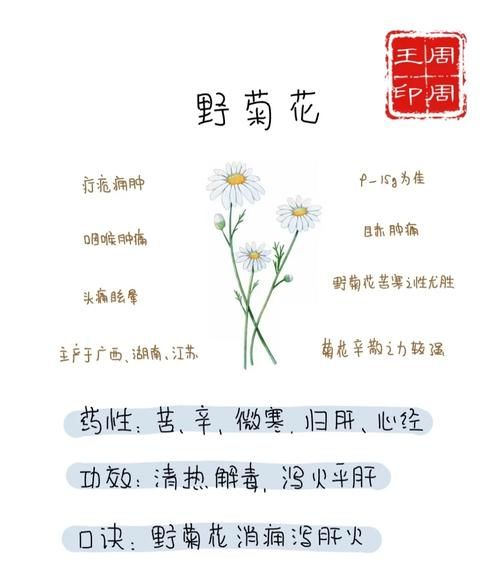 野菊花图片及功效_野菊花泡水喝有什么禁忌-第2张图片-山城妙识