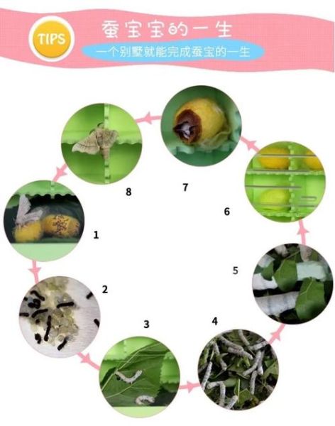 蚕图片大全大图_蚕的生长过程图片-第3张图片-山城妙识 蚕图片大全大图_蚕的生长过程图片-第3张图片-山城妙识
