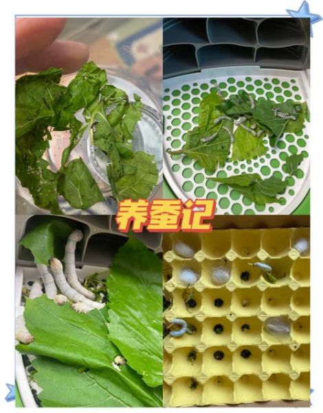 蚕图片大全大图_蚕的生长过程图片-第2张图片-山城妙识 蚕图片大全大图_蚕的生长过程图片-第2张图片-山城妙识