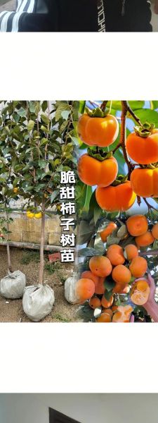 柿子怎么揽才能又脆又甜_家庭揽柿子秘诀-第1张图片-山城妙识