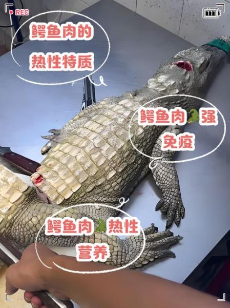 鳄鱼肉多少钱一斤_鳄鱼肉价格为什么这么贵-第3张图片-山城妙识