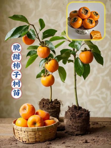 柿子怎么揽才能又脆又甜_家庭揽柿子秘诀-第3张图片-山城妙识