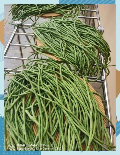 韭花豆角咸菜怎么腌制_韭花豆角咸菜腌制方法-第3张图片-山城妙识 韭花豆角咸菜怎么腌制_韭花豆角咸菜腌制方法-第3张图片-山城妙识